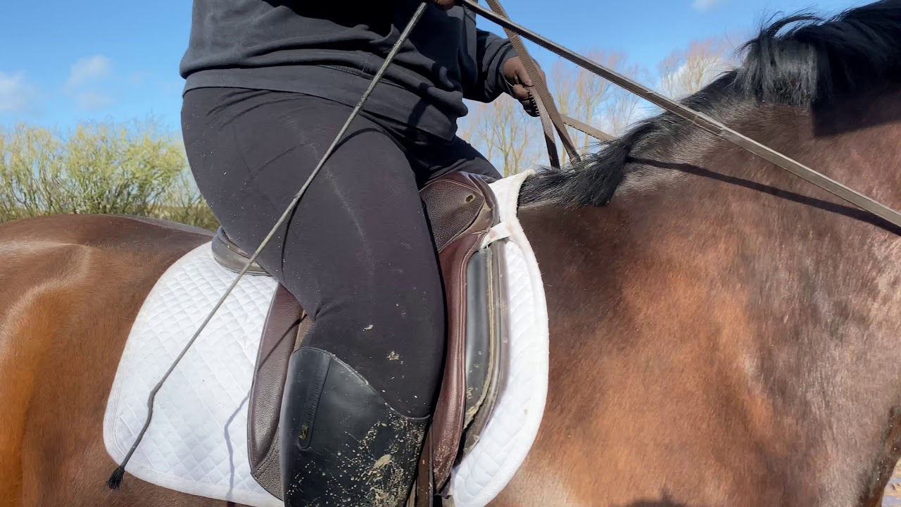 Intro A February 2020 intro dressage test Kayleigh Collins - Randale ...