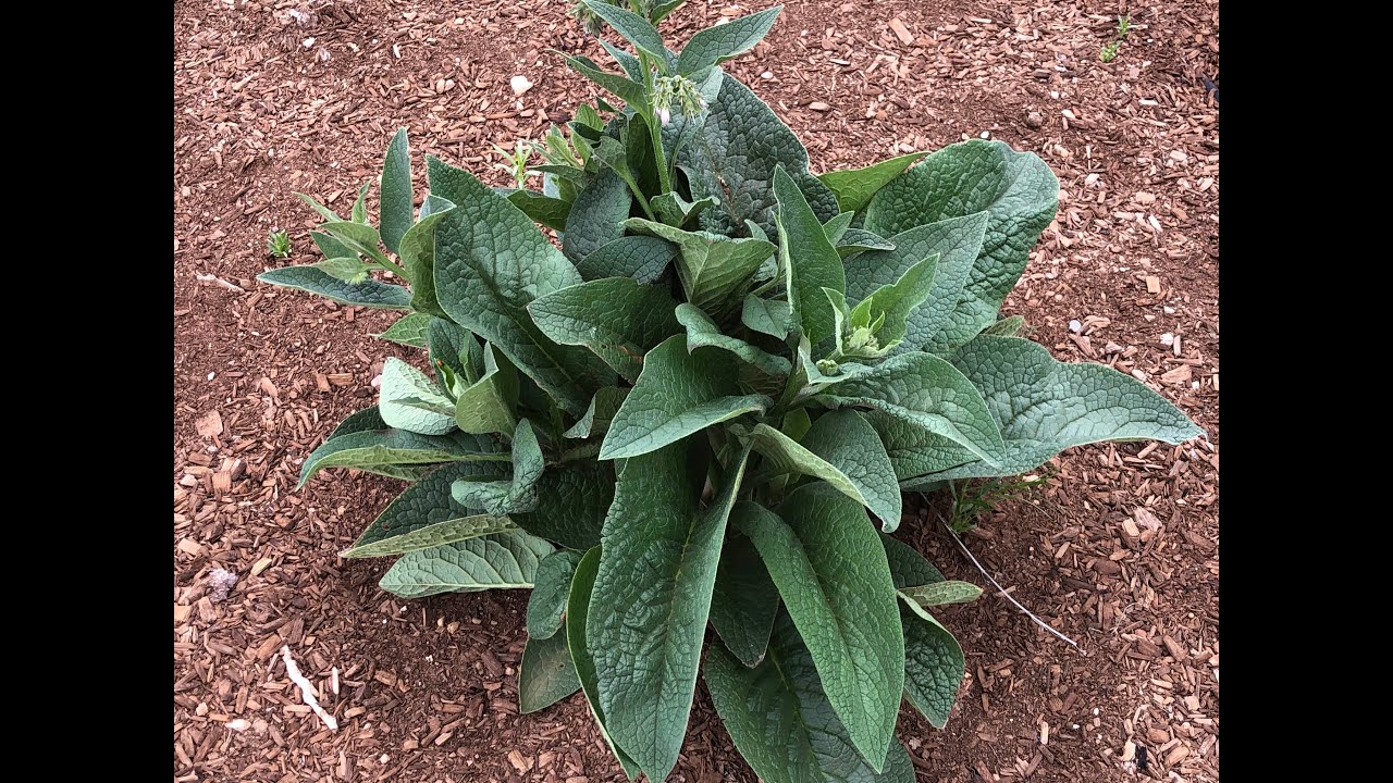 Propagating and Using Comfrey in the Garden - YouTube