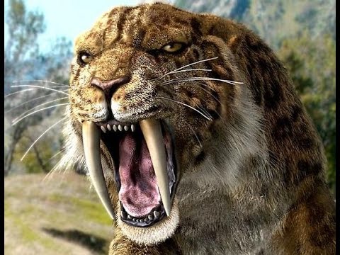 Kedigillerin En Güçlüsü Kılıç Dişli Kaplan