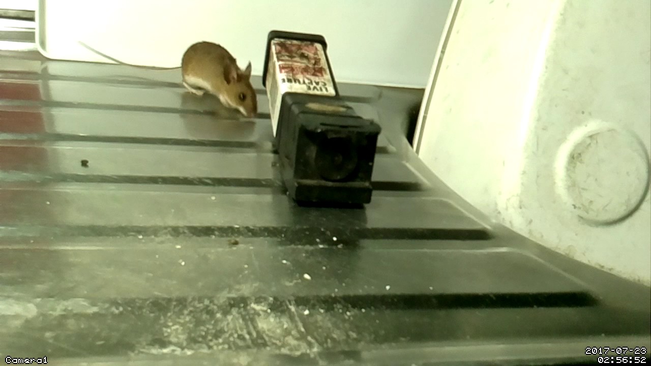 Mouse live catch & release - YouTube