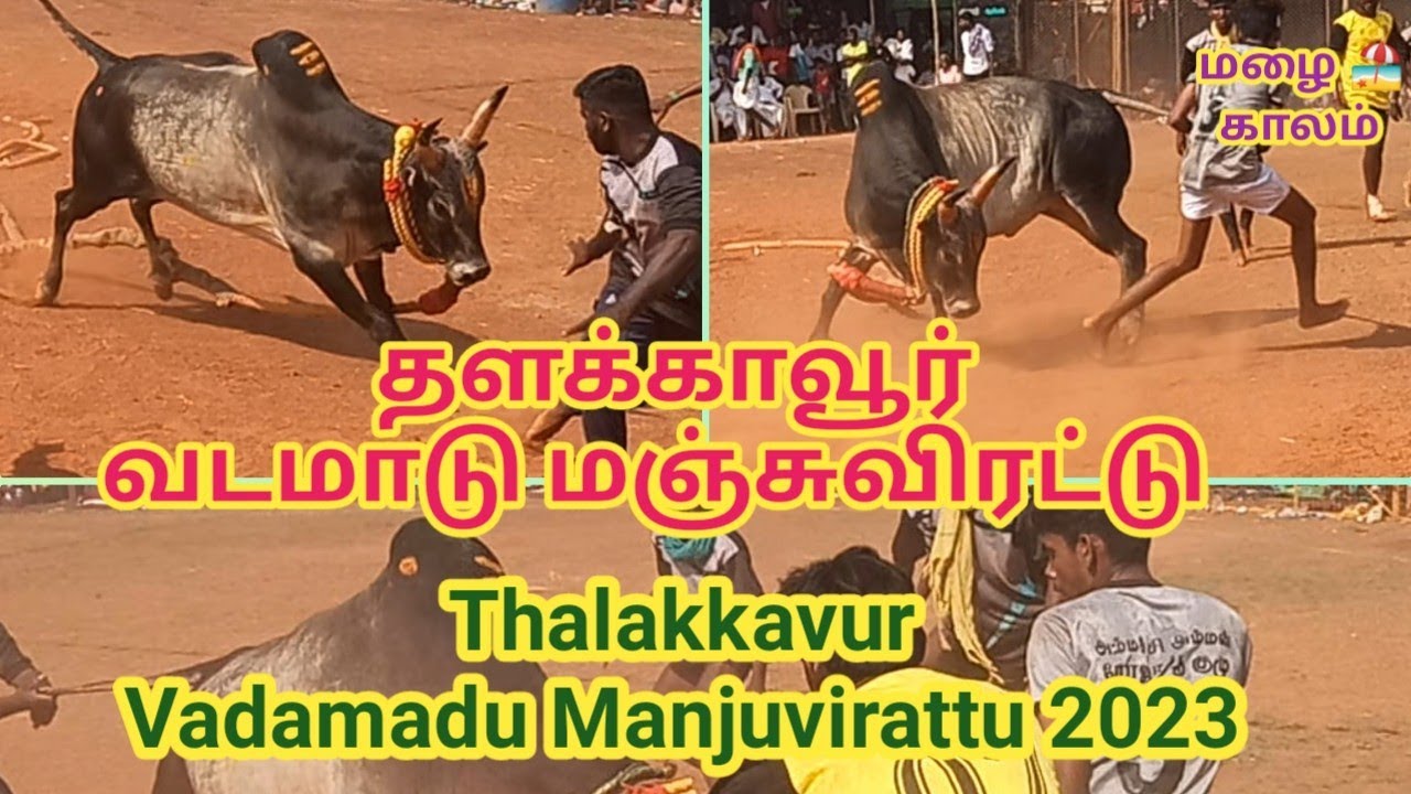 சிவகங்கை T.புதூர் சேவுகன் காளை VS மதுரை சென்னகரம்பட்டி ரோஜாப்பூ ...