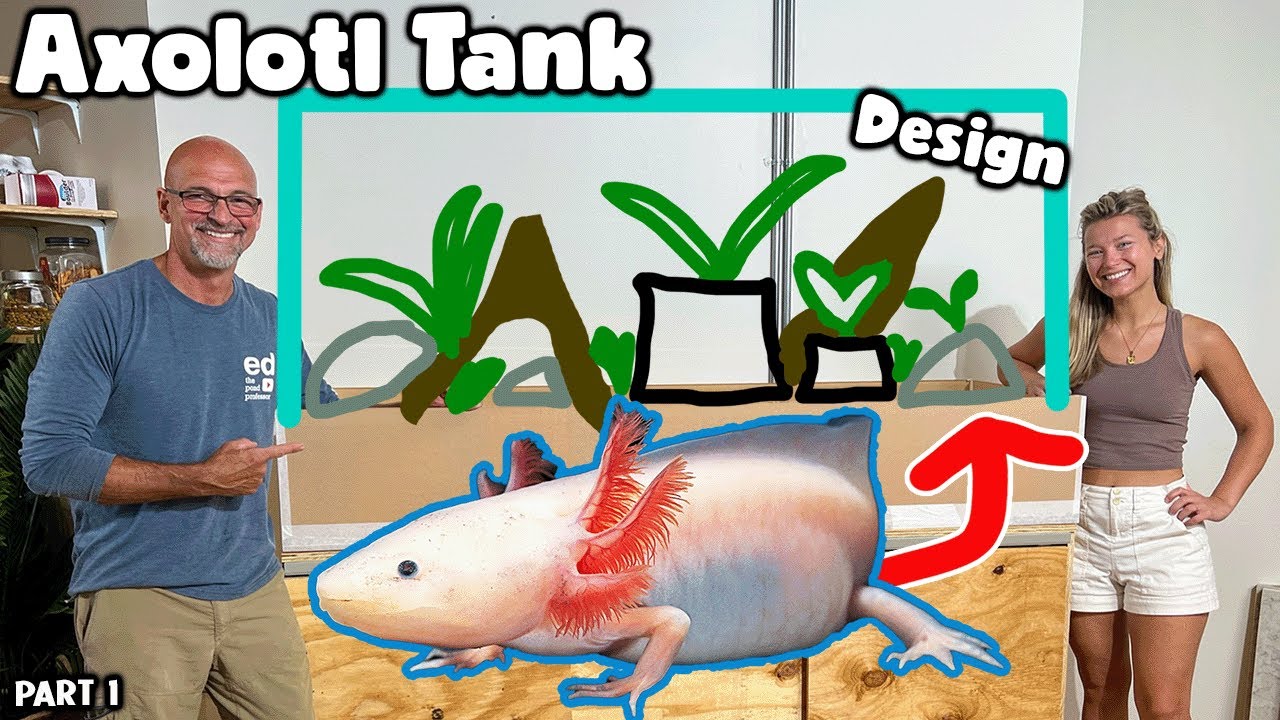 Giving an Endangered Mexican Axolotl an Oasis @AquariumInfo Part 1 ...