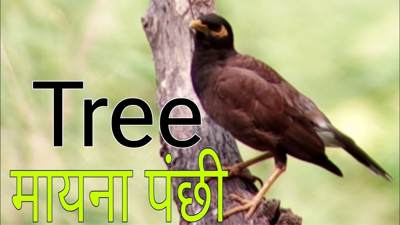 Tree 🌳 🏡 Myna Birds Maina Panchi Sound Audio Birds Crowding Noises ...