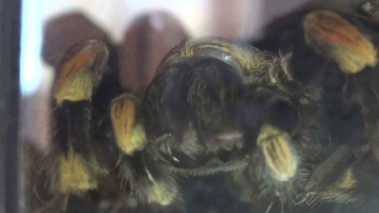 Mexican Red Knee Tarantula Grooming - YouTube
