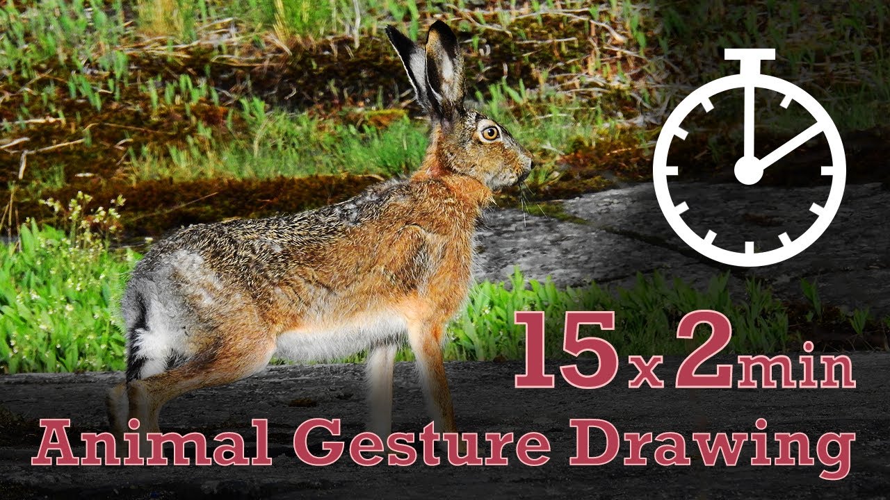 Animal Drawing References #29 - 15x2min poses - European Hare - YouTube