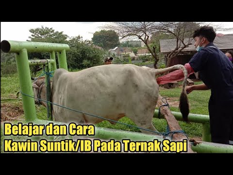 Cara Kawin Suntik Sapi | Inseminasi Buatan Pada Ternak Sapi