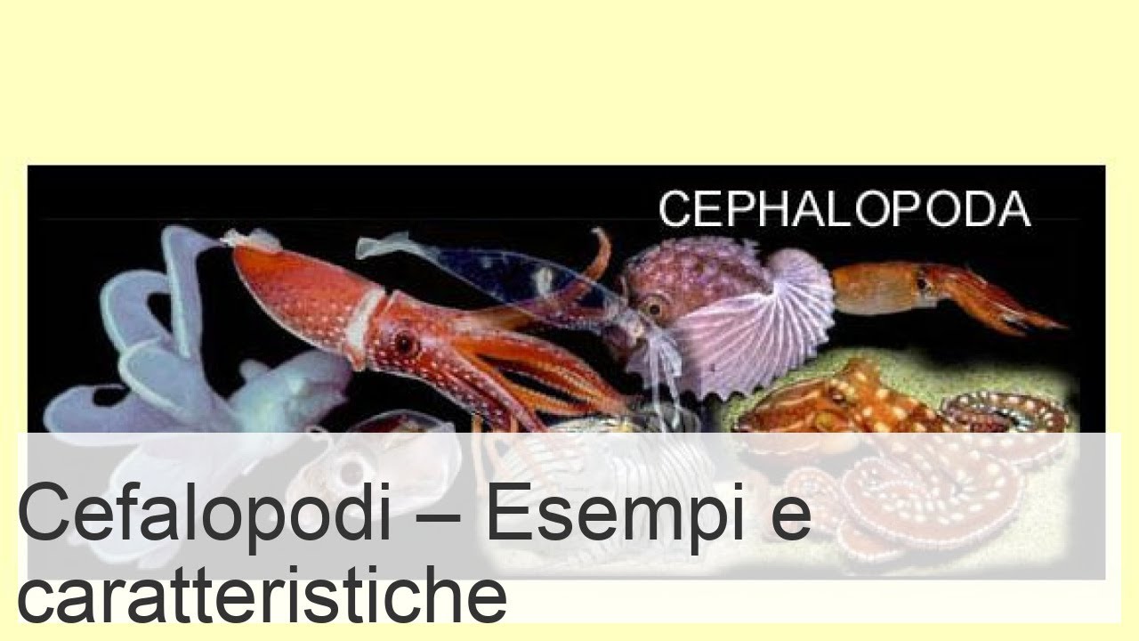 Cefalopodi - Esempi, tipi e caratteristiche - YouTube