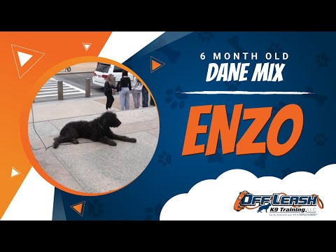 Dane mix , 6 Months Old, Enzo | (Best Dog Trainers Northern VA, etc ...