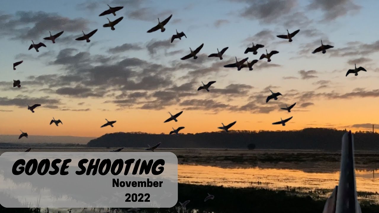 Goose Shooting | Working Dog | Wildfowling - YouTube
