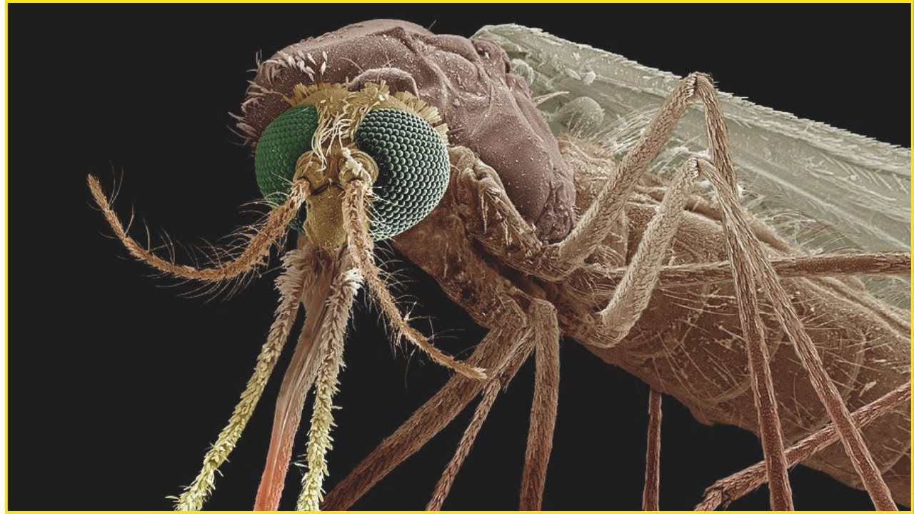 Los 10 Insectos Más PELIGROSOS del MUNDODescubre su Impacto Mortal ...