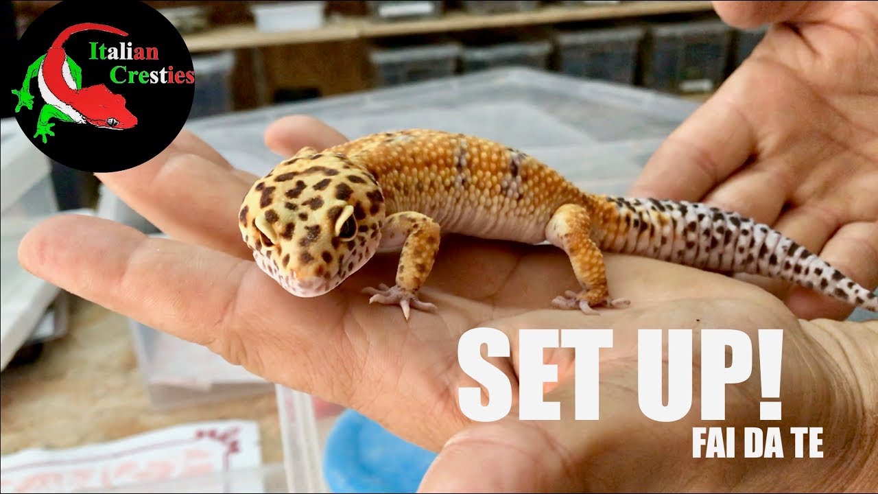 COME Allestire un TERRARIO per Gechi LEOPARDINI - FAI DA TE! - YouTube