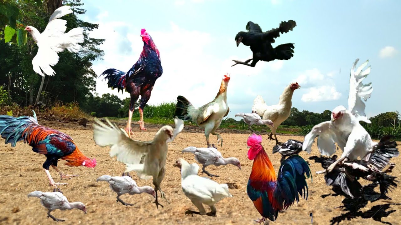 Ayam Kate, Ayam Jantan, Induk Ayam, Lagu Tek Kotek, Anak Ayam Lucu ...