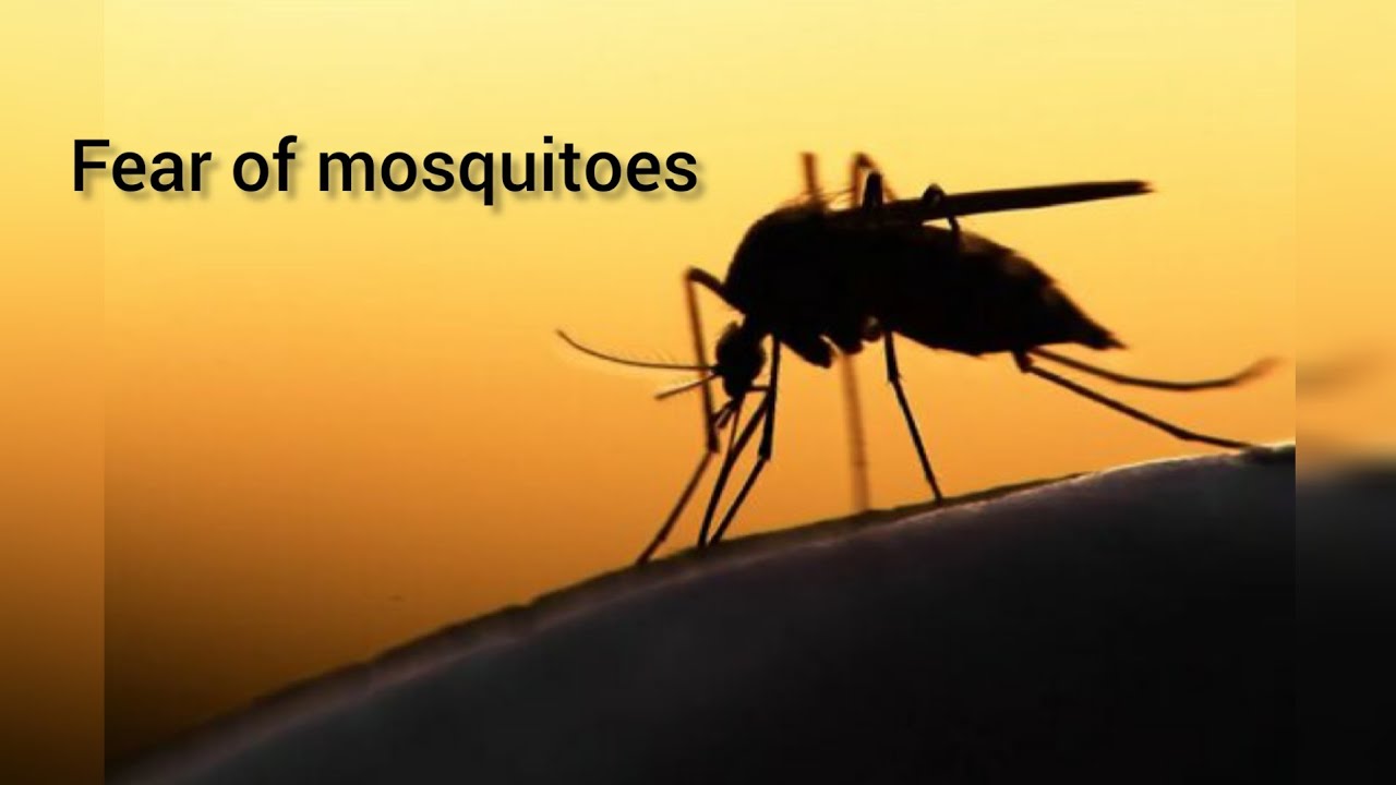 🦟Fear of mosquitoes🦟 - YouTube