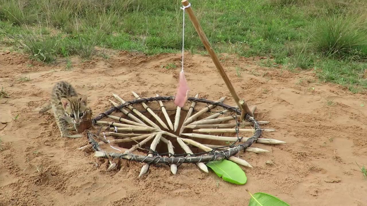 Primitive Technology Tiger trap By Deep Hole And - YouTube