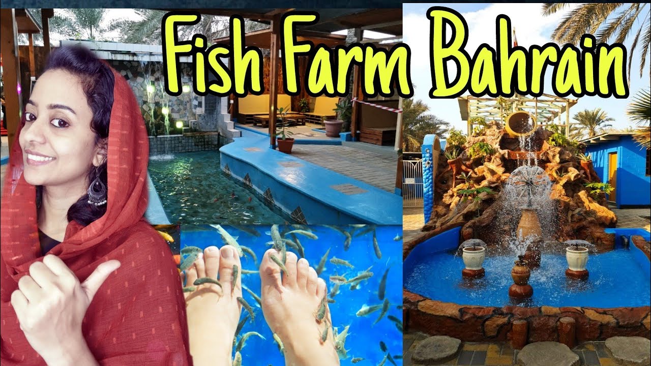 ഈ fish farm ൽ പോയിട്ടുണ്ടോ? United Aquatic culture company Bahrain ...