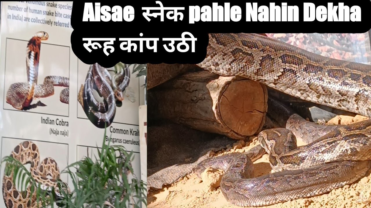 Snake house🐍 पहली बार इतने बड़े सांप देखें 🙄यह देखकर रूह कांप उठी🙄# ...