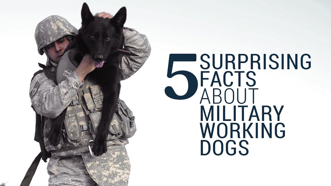 5 Surprising Facts about Military Working Dogs - YouTube