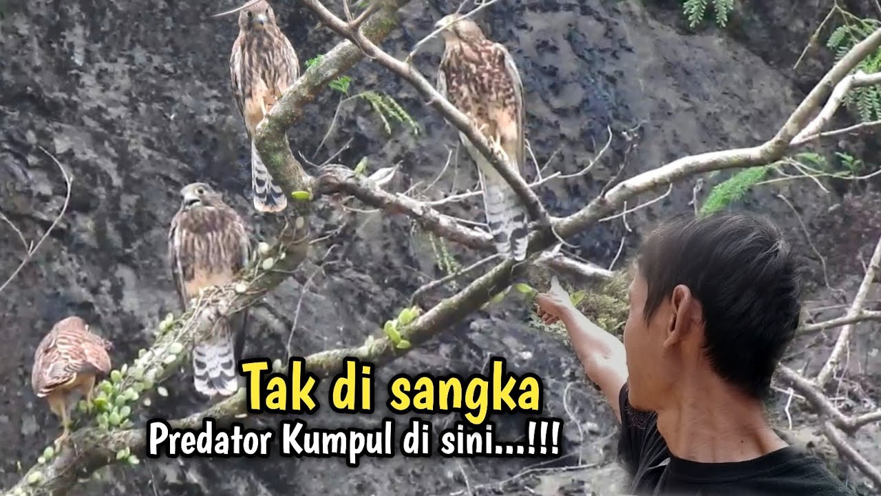 Surganya burung predator,serasa di luar negeri - YouTube