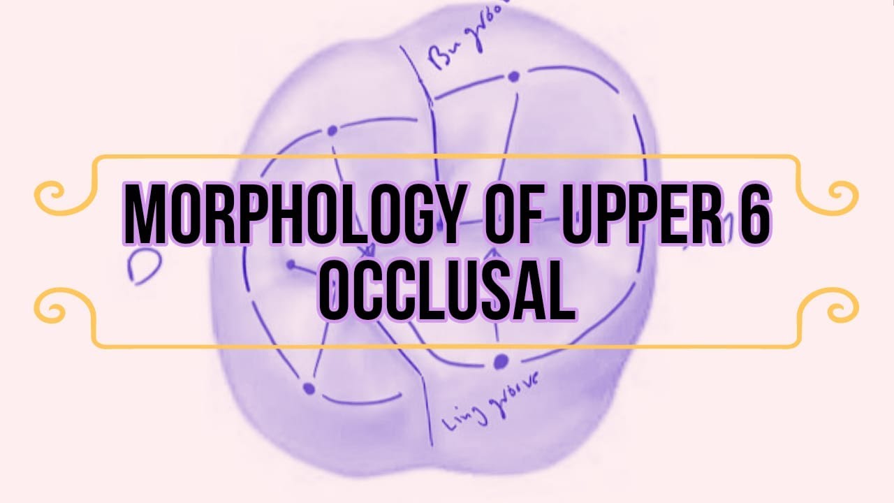 morphology of upper 6 explained part 2 occlusal - YouTube