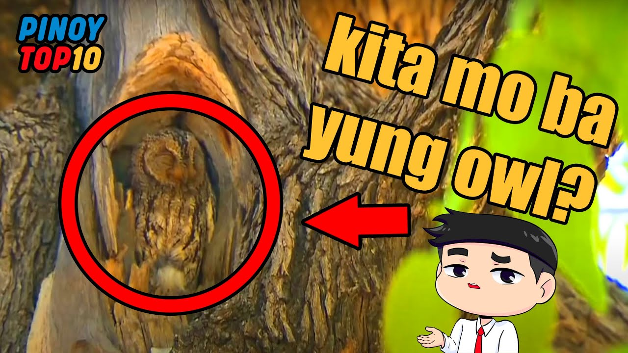 Top 10 na Totoong Hayop na may Super Camouflage - Pinoy Top 10 | Grabe ...