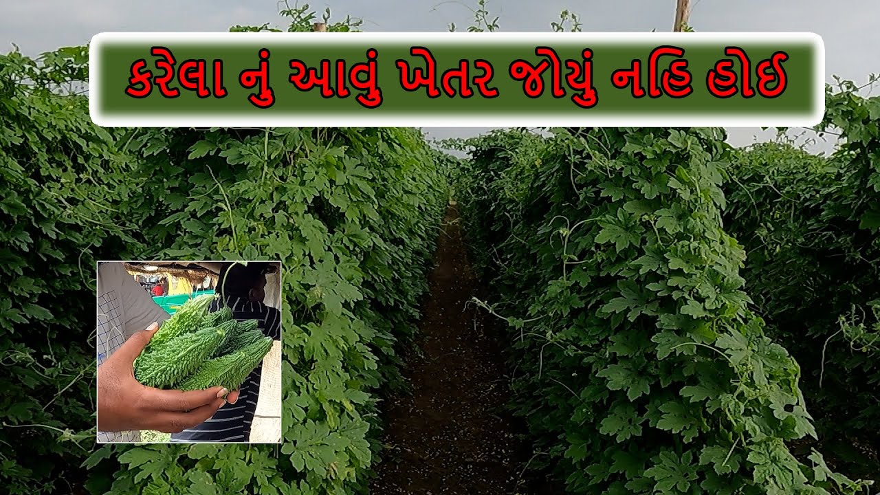 Karela ki kheti | Village Style | करेले की खेती | Dinesh Chavda | - YouTube
