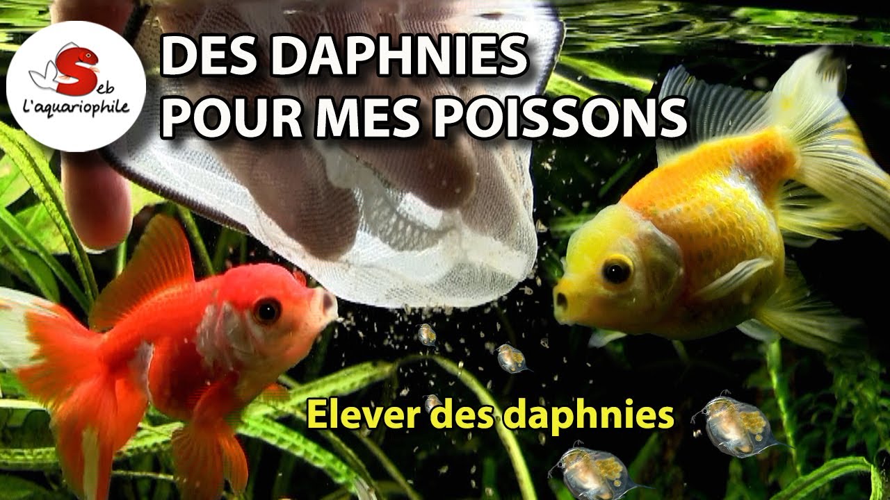 Daphnies- Comment élever des daphnies pour vos poissons d'aquarium ...