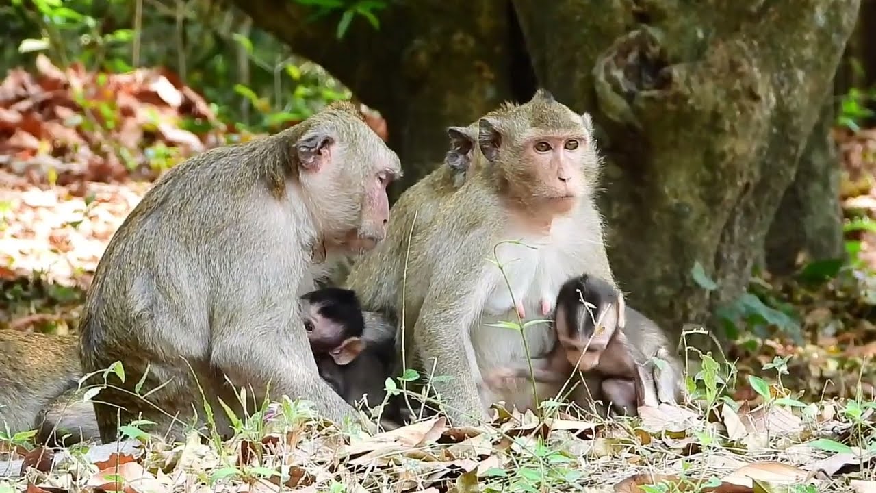 Oh Nice! Mom Hug Love Much Baby But Pity Poor Baby Monkey, What ...