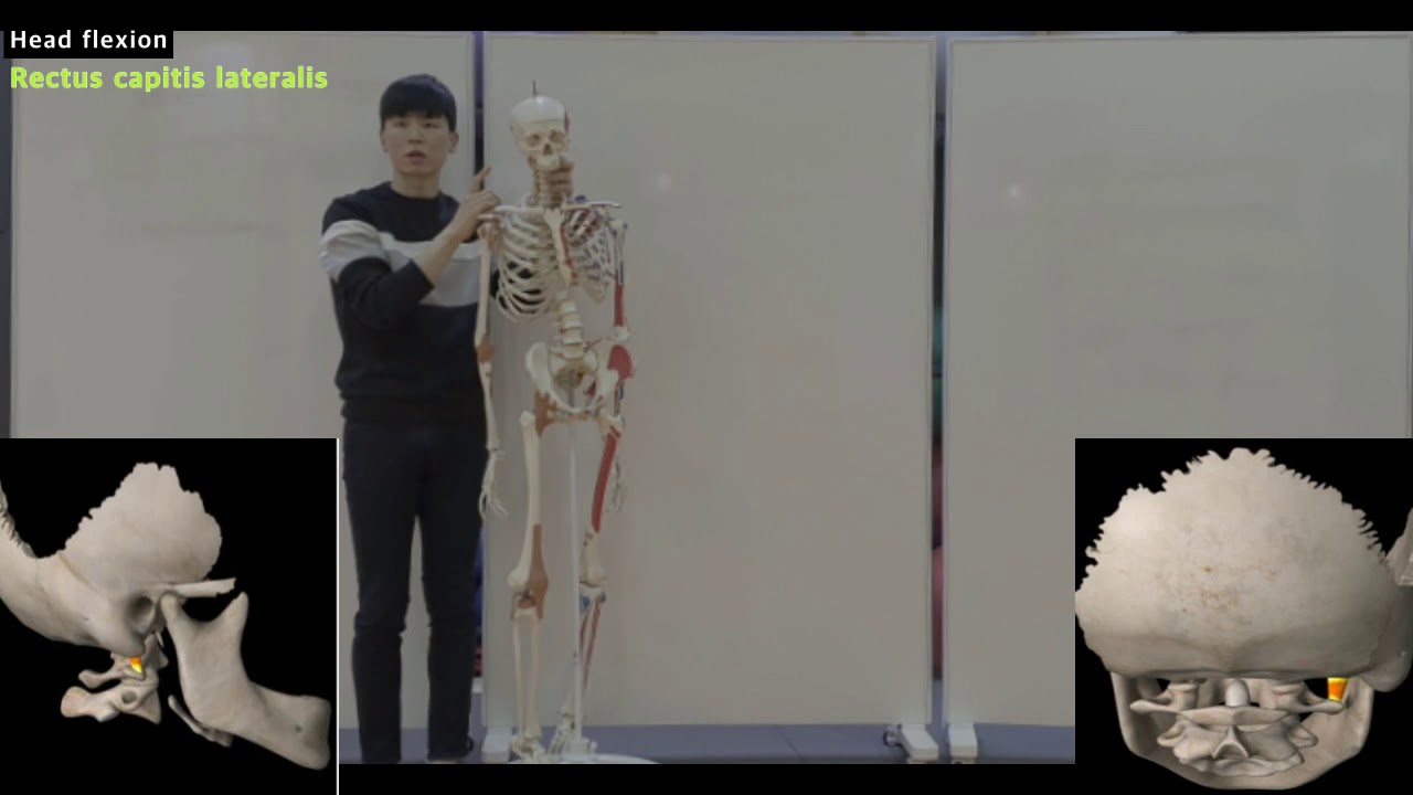 Anatomy(Head Flexion) - YouTube