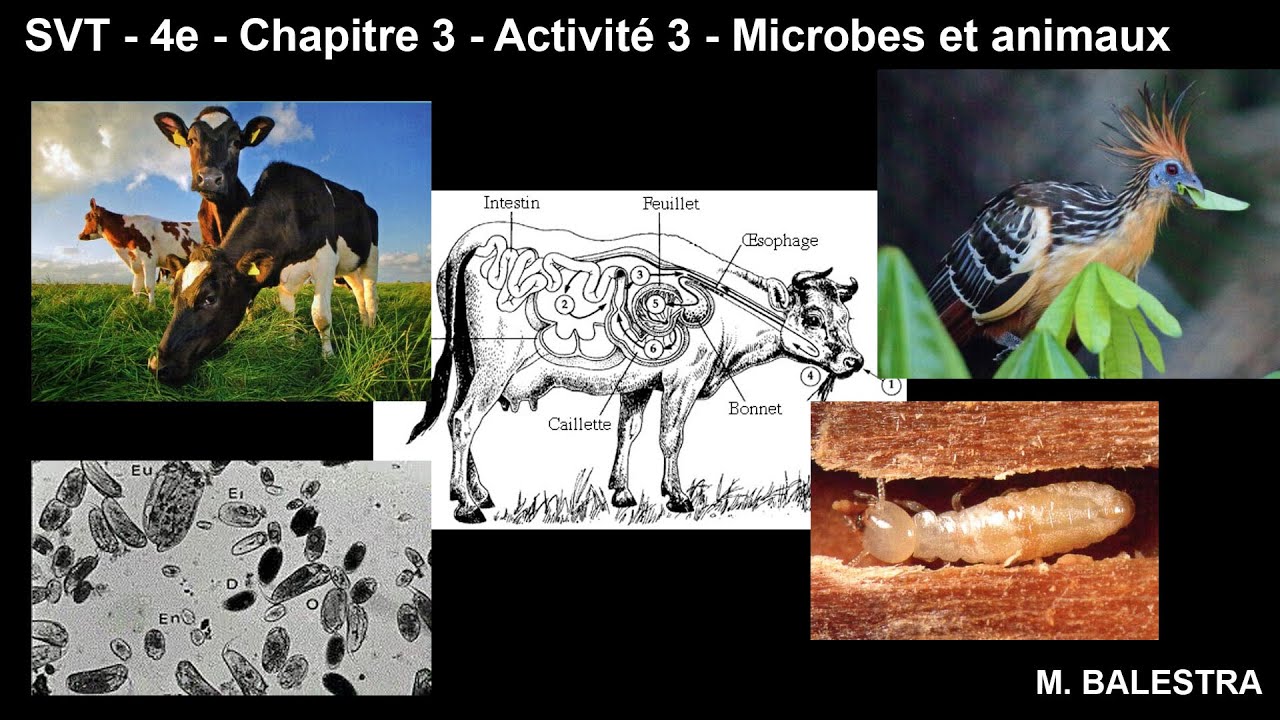 SVT - 4e - Chapitre 3 - Activité 3 - Microbes utiles et animaux - YouTube