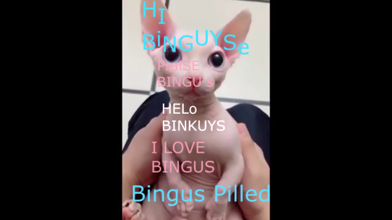 Hi Bingus - YouTube