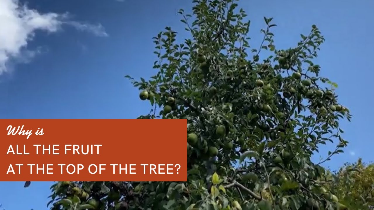 3. Growth Habits and Tree Forms - YouTube