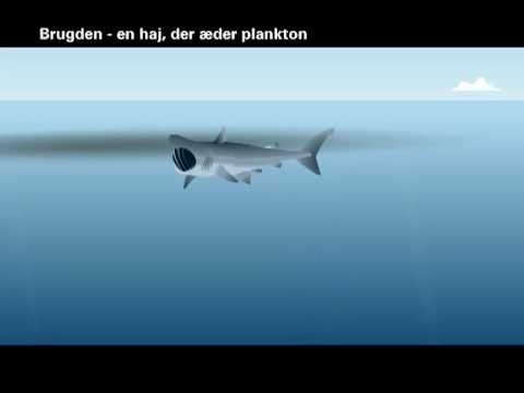 Brugden - en haj, der æder plankton - YouTube