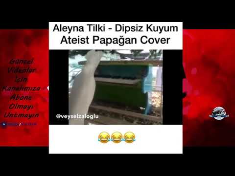 Dipsiz Kuyum Ataizi  Papağan cover