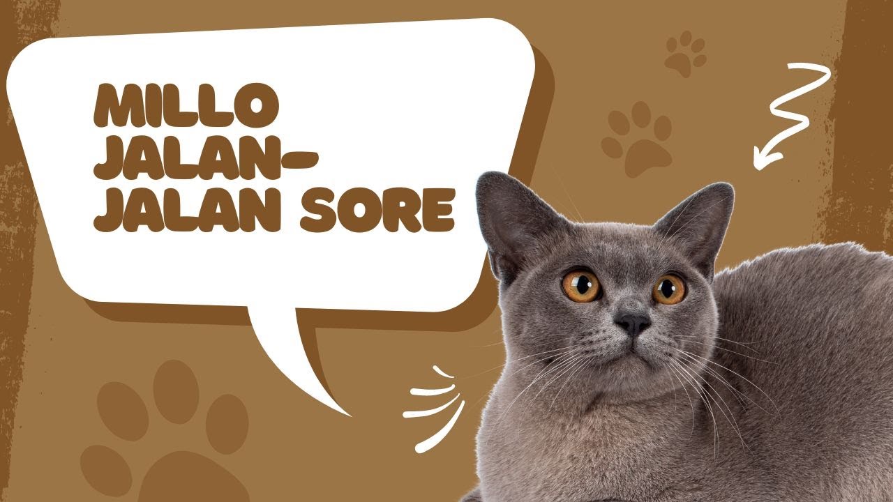 Millo afternoon stroll in Home | MY CATS DIARY - YouTube