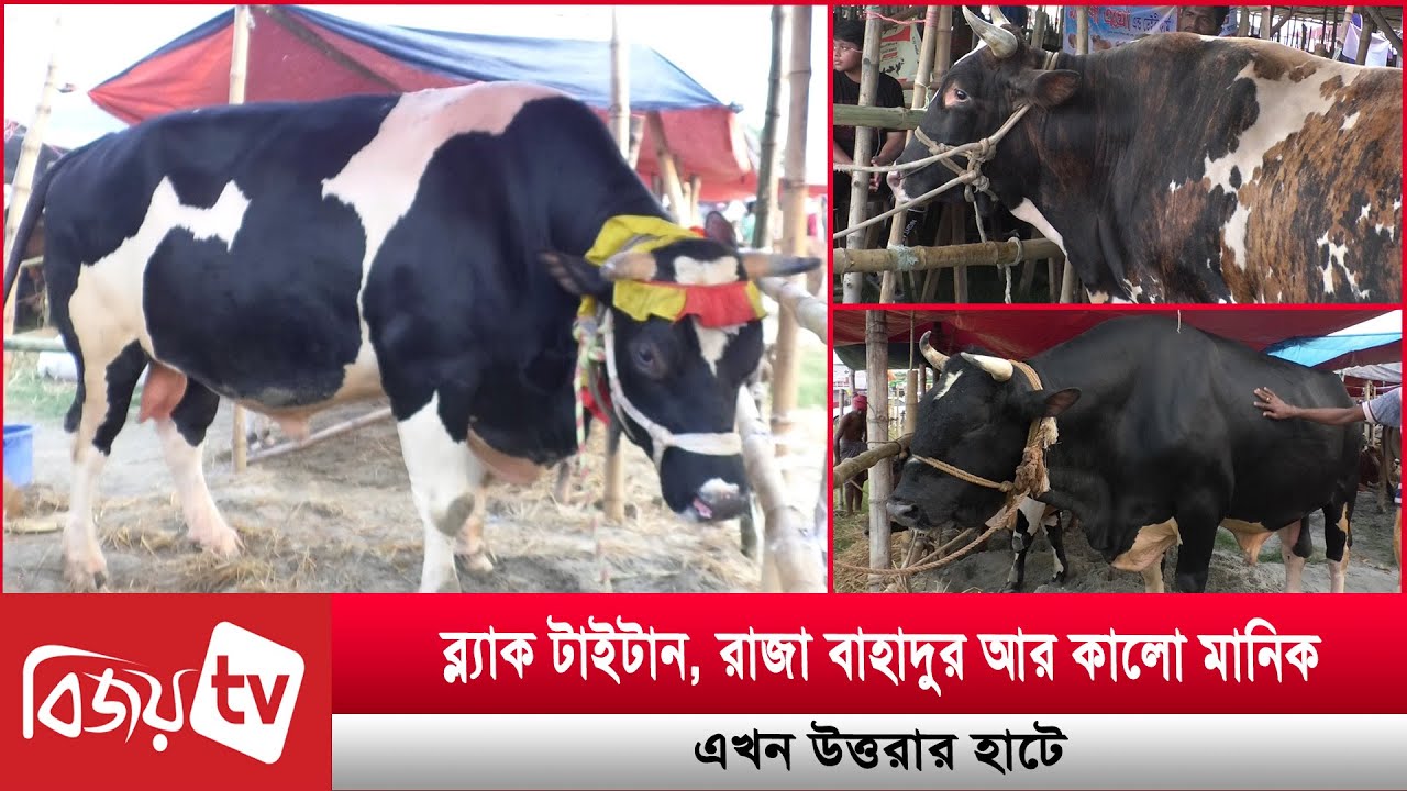 ব্ল্যাক টাইটান, রাজা বাহাদুর আর কালো মানিক এখন উত্তরার হাটে । Bijoy TV ...