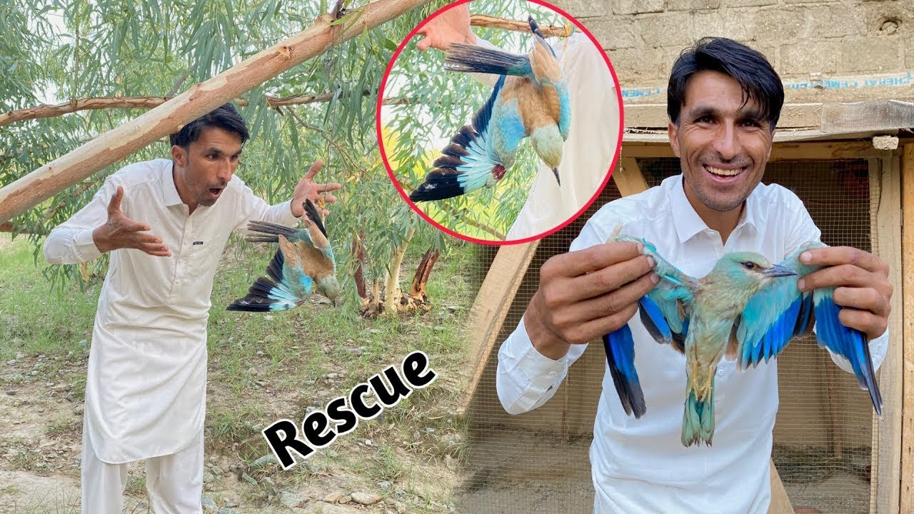 Wild Bird Ko Rescue Kr Liya 😱 - YouTube