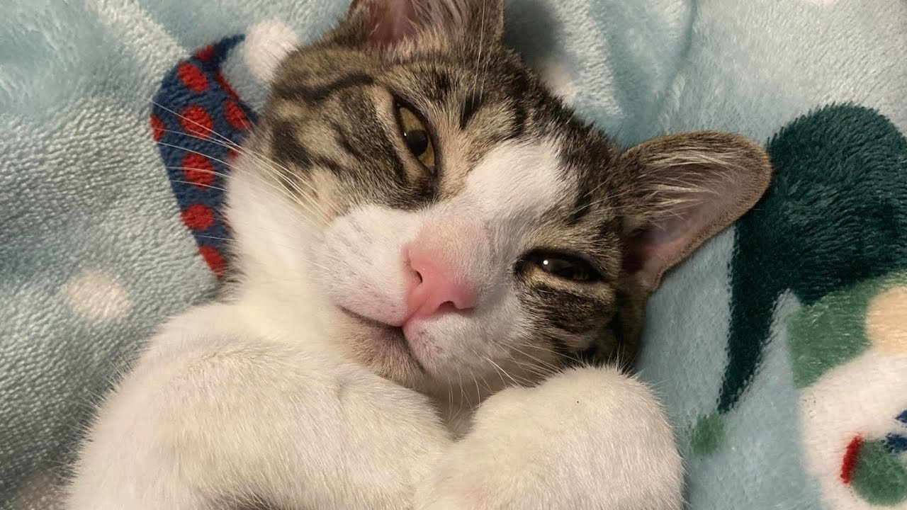 Meow mix :the beginning - YouTube