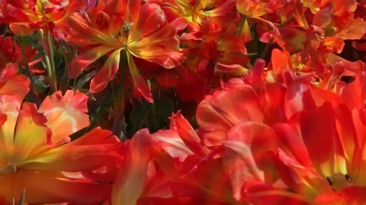 The Discovery of a New Color - YouTube