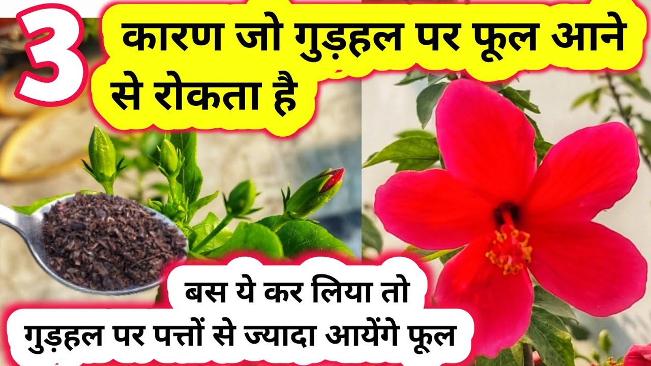 ये 3 बातें जान लो, गुड़हल पर खिलेंगे पत्तो से ज्यादा फूल. Hibiscus ...