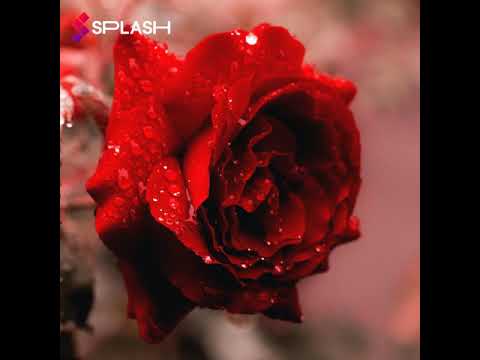 ROSE - Beat Instrumental Rap - YouTube