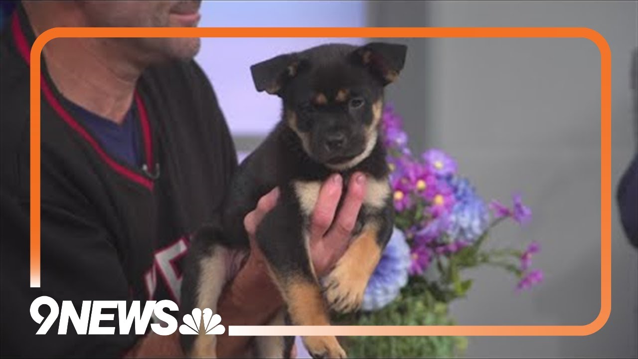 Precious Shiba Inu-Chow mix puppies need forever homes - YouTube