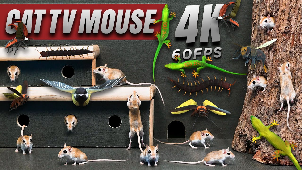 Cat TV Mouse: Explore the World of Mice, Lizards & Bugs – Catching ...