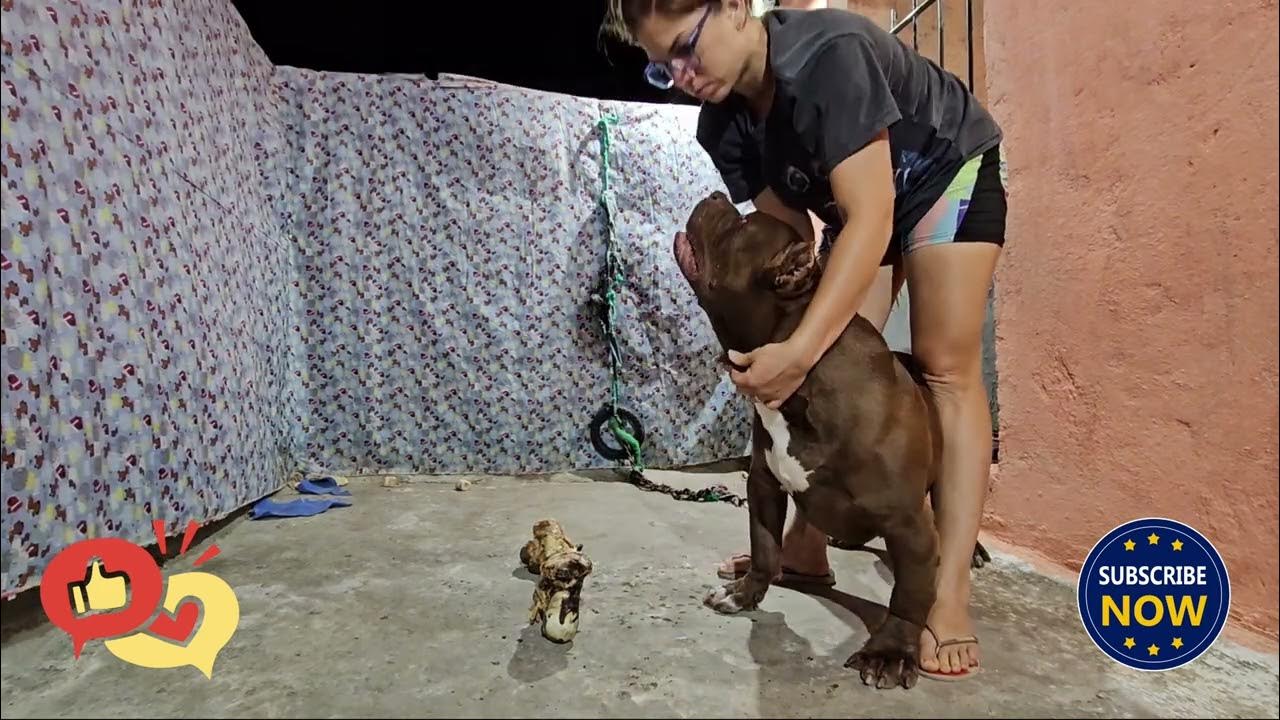 Joking Dog #pitmonsters - YouTube