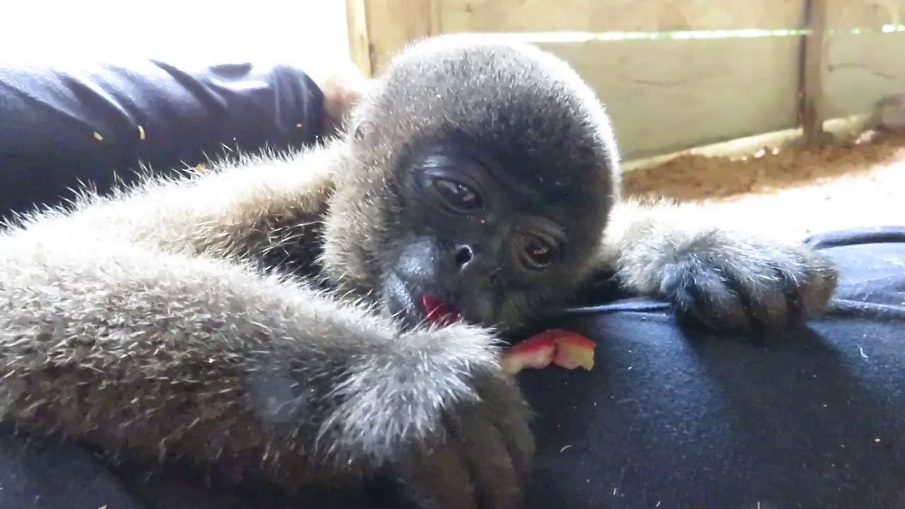 Rescued baby Woolly Monkey loves beets - YouTube