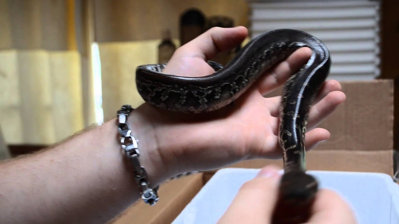 Unboxing TBC Jackson-Pitch x VPI pair of Python curtus - YouTube