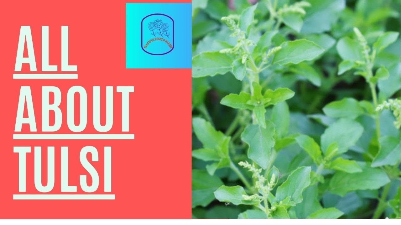 Tulsi Growing Tips tulsi plant care | #Tulsicare #Basil #seeds - YouTube
