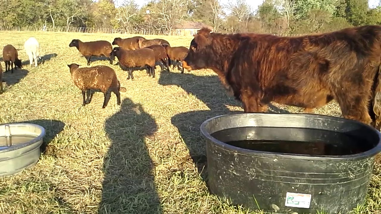 Cowversation one morning at the farm - YouTube