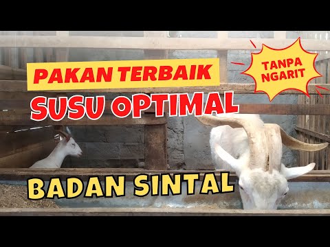 PAKAN TERBAIK UNTUK KAMBING PERAH TANPA NGARIT
