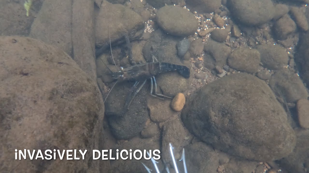 Invasively delicious, catching Tahitian prawns in Hawaii, Catch, Clean ...