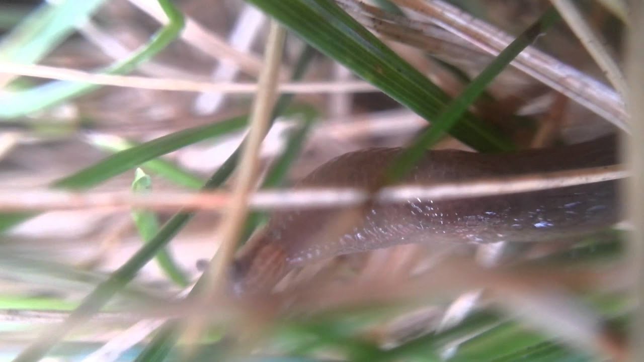 why slug more slug - YouTube